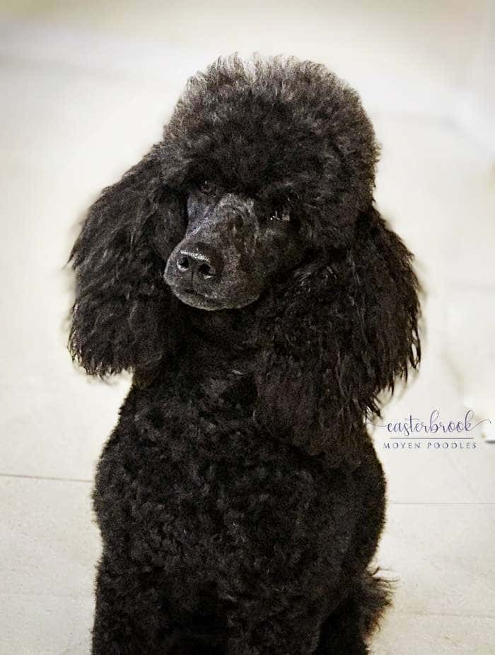 Our Poodles | Easterbrook Moyen Poodles in Idaho
