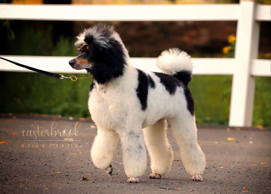 Exquisite Moyen Miniature poodle breeder puppies naturally reared in Idaho